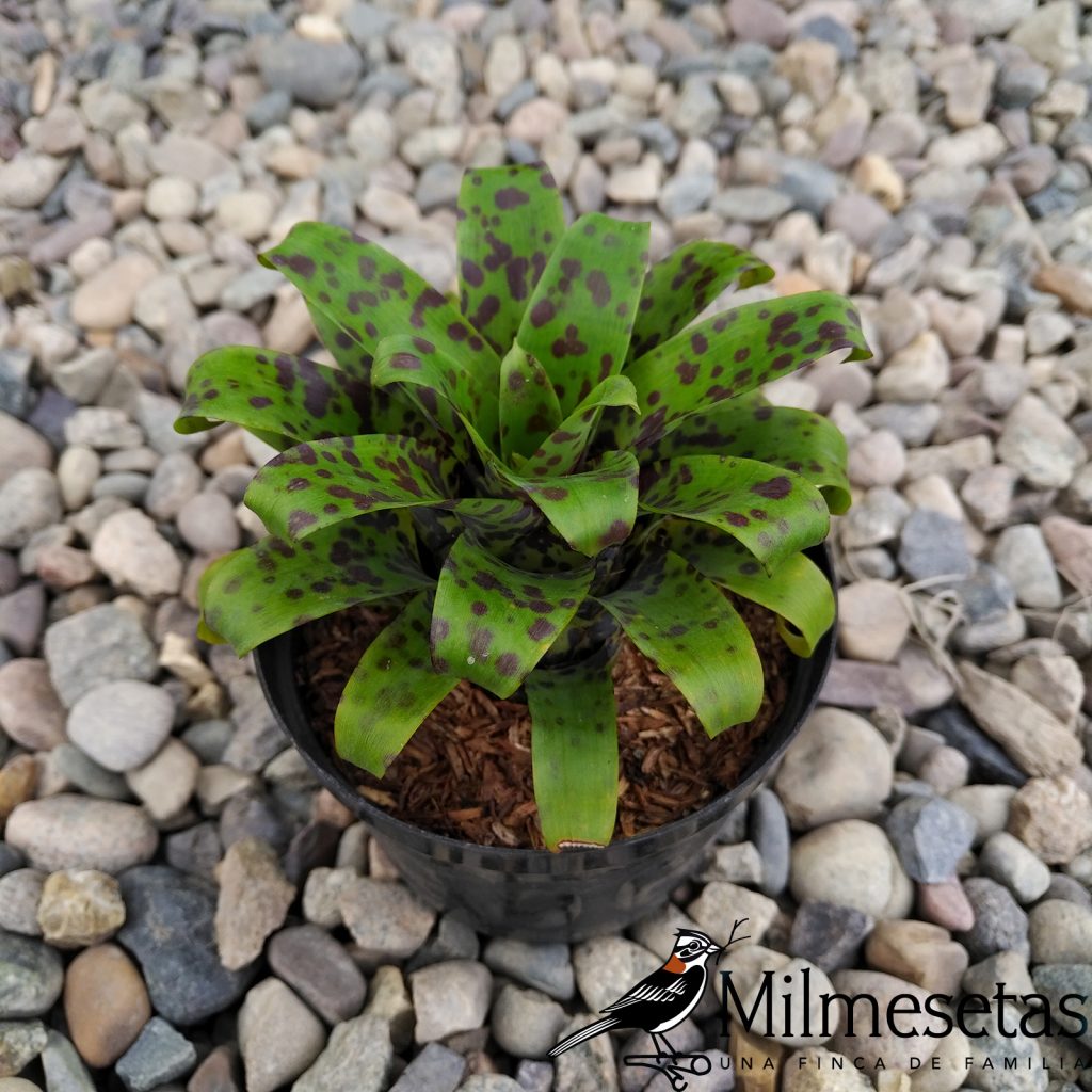 Bromelia Vriesea racinae - Milmesetas una finca de familia